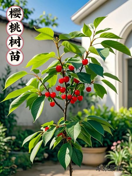 未来最好的大樱桃品种有哪些_如何挑选高产又抗裂果的树苗-第2张图片-山城妙识