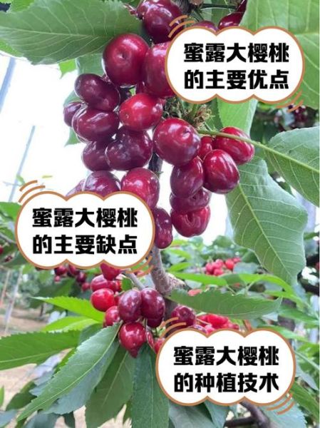 未来最好的大樱桃品种有哪些_如何挑选高产又抗裂果的树苗-第1张图片-山城妙识