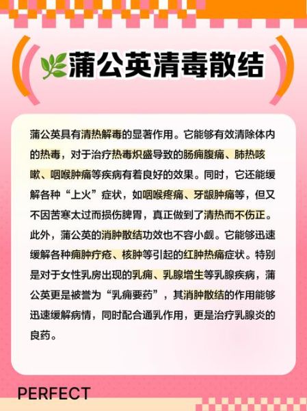 吃蒲公英有什么危害_蒲公英副作用有哪些-第3张图片-山城妙识 吃蒲公英有什么危害_蒲公英副作用有哪些-第3张图片-山城妙识