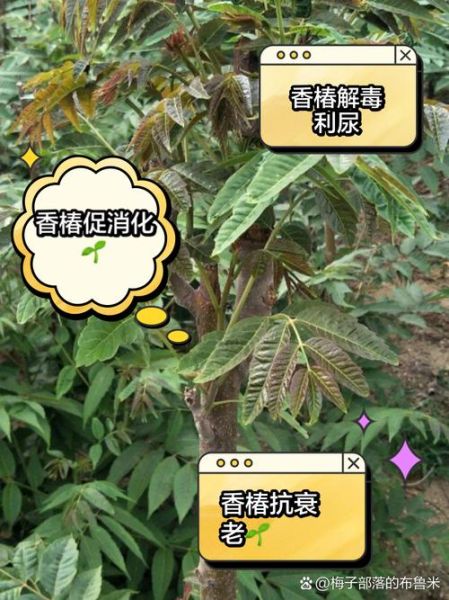 香椿的功效与作用及食用方法_香椿怎么吃才健康-第2张图片-山城妙识