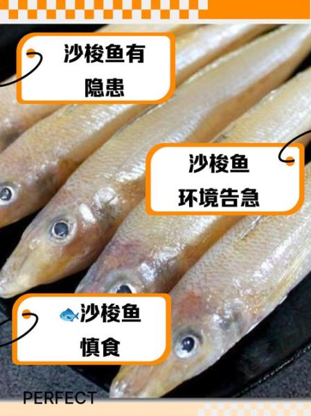 沙梭鱼图片怎么拍_沙梭鱼长什么样-第3张图片-山城妙识