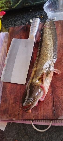 全鱼图片怎么拍_全鱼图片高清拍摄技巧-第3张图片-山城妙识 全鱼图片怎么拍_全鱼图片高清拍摄技巧-第3张图片-山城妙识