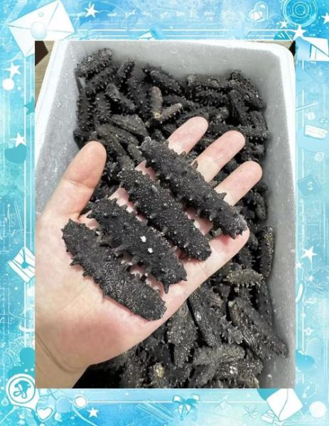 大连哪个地方的海参最好_长海县海参为什么贵-第1张图片-山城妙识