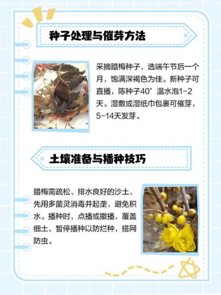 腊梅种子怎么种_腊梅种子多久发芽-第1张图片-山城妙识 腊梅种子怎么种_腊梅种子多久发芽-第1张图片-山城妙识