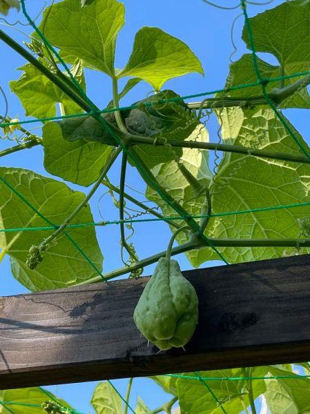 佛手瓜图片怎么拍好看_佛手瓜高清图片哪里找-第2张图片-山城妙识 佛手瓜图片怎么拍好看_佛手瓜高清图片哪里找-第2张图片-山城妙识