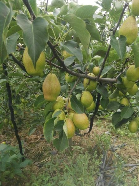 红梨树长什么样_红梨树图片怎么识别-第1张图片-山城妙识 红梨树长什么样_红梨树图片怎么识别-第1张图片-山城妙识