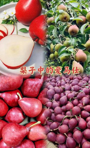 红梨树长什么样_红梨树图片怎么识别-第2张图片-山城妙识 红梨树长什么样_红梨树图片怎么识别-第2张图片-山城妙识