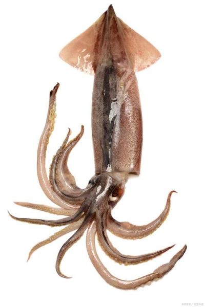 乌贼高清图片哪里找_乌贼高清图片怎么拍-第1张图片-山城妙识 乌贼高清图片哪里找_乌贼高清图片怎么拍-第1张图片-山城妙识