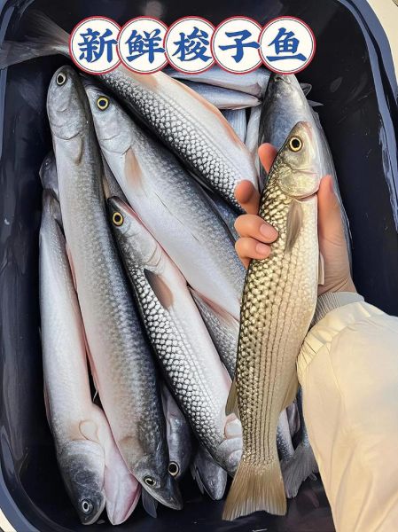 梭鱼长什么样子_梭鱼有毒吗-第1张图片-山城妙识 梭鱼长什么样子_梭鱼有毒吗-第1张图片-山城妙识