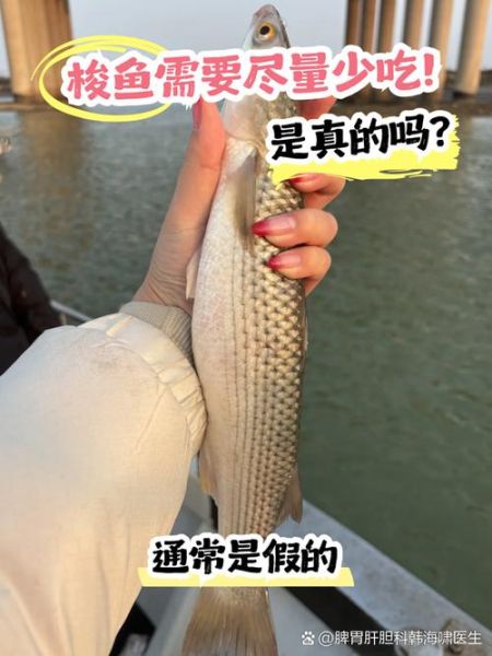 梭鱼长什么样子_梭鱼有毒吗-第3张图片-山城妙识 梭鱼长什么样子_梭鱼有毒吗-第3张图片-山城妙识