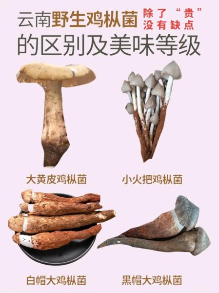 鸡枞菌多少钱一斤_鸡枞菌怎么保存-第2张图片-山城妙识 鸡枞菌多少钱一斤_鸡枞菌怎么保存-第2张图片-山城妙识