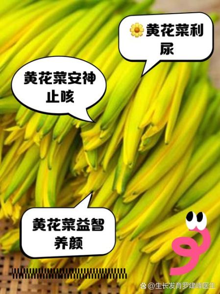 黄花菜不能和什么一起吃_黄花菜禁忌搭配有哪些-第1张图片-山城妙识