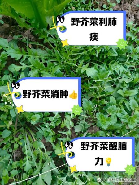 苦芥菜的功效与作用_苦芥菜怎么吃最营养-第3张图片-山城妙识 苦芥菜的功效与作用_苦芥菜怎么吃最营养-第3张图片-山城妙识