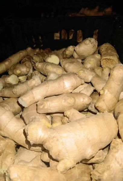 生姜通便真的有用吗_宿便怎么快速排出-第1张图片-山城妙识 生姜通便真的有用吗_宿便怎么快速排出-第1张图片-山城妙识