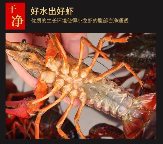 潜江小龙虾价格行情_多少钱一斤-第2张图片-山城妙识 潜江小龙虾价格行情_多少钱一斤-第2张图片-山城妙识