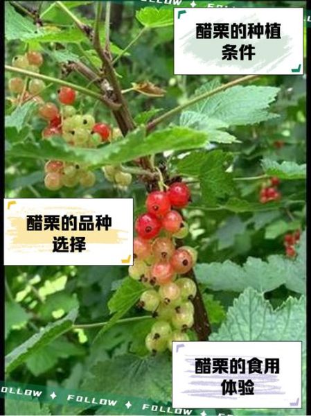 醋栗的功效与作用_醋栗怎么吃最好-第2张图片-山城妙识