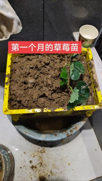 草莓怎么种_草莓种植技巧-第2张图片-山城妙识 草莓怎么种_草莓种植技巧-第2张图片-山城妙识