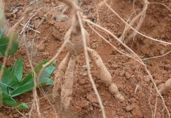 山莲藕图片_如何辨别真假山莲藕-第3张图片-山城妙识