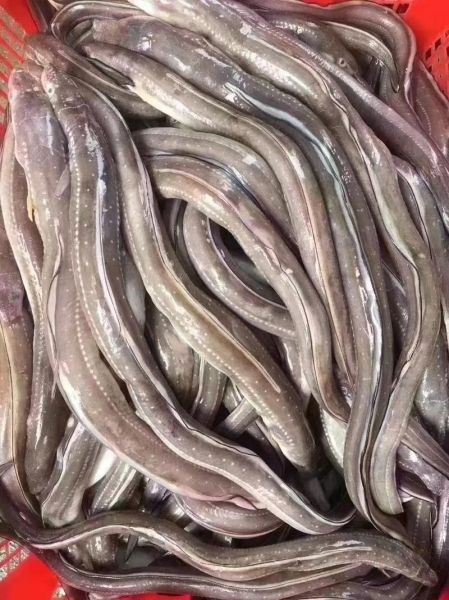 鳗鱼干怎么保存_鳗鱼干怎么吃最好吃-第1张图片-山城妙识 鳗鱼干怎么保存_鳗鱼干怎么吃最好吃-第1张图片-山城妙识