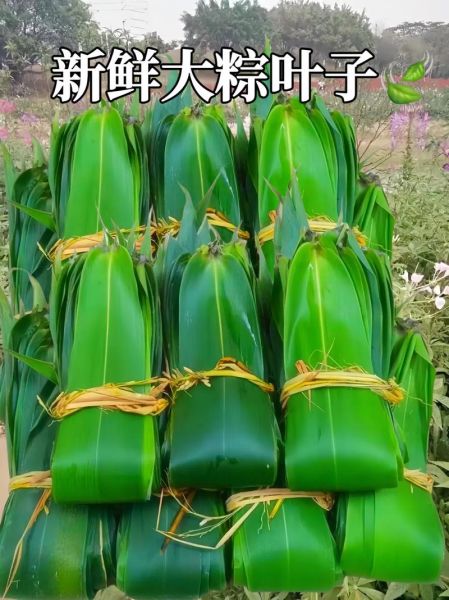 粽子叶的营养价值_粽子叶的功效与作用-第2张图片-山城妙识 粽子叶的营养价值_粽子叶的功效与作用-第2张图片-山城妙识