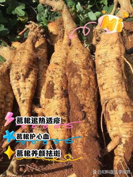 野葛根能丰胸吗_野葛根丰胸有副作用吗-第2张图片-山城妙识 野葛根能丰胸吗_野葛根丰胸有副作用吗-第2张图片-山城妙识
