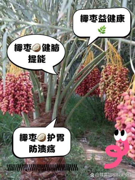 女人吃椰枣有什么好处_椰枣对女性的功效与作用-第2张图片-山城妙识