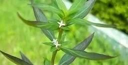 鲫鱼胆草药的功效与作用_鲫鱼胆草药怎么用-第3张图片-山城妙识 鲫鱼胆草药的功效与作用_鲫鱼胆草药怎么用-第3张图片-山城妙识