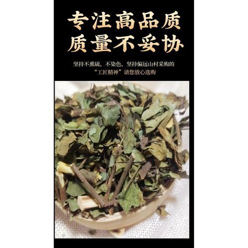 鲫鱼胆草药的功效与作用_鲫鱼胆草药怎么用-第1张图片-山城妙识 鲫鱼胆草药的功效与作用_鲫鱼胆草药怎么用-第1张图片-山城妙识