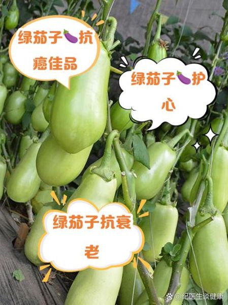 绿茄子的营养价值及功效_绿茄子怎么吃最健康-第1张图片-山城妙识