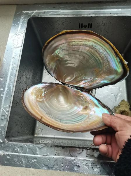 野生小河蚌能吃吗_野生小河蚌怎么处理-第2张图片-山城妙识 野生小河蚌能吃吗_野生小河蚌怎么处理-第2张图片-山城妙识