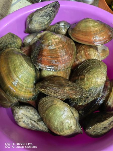 野生小河蚌能吃吗_野生小河蚌怎么处理-第3张图片-山城妙识 野生小河蚌能吃吗_野生小河蚌怎么处理-第3张图片-山城妙识