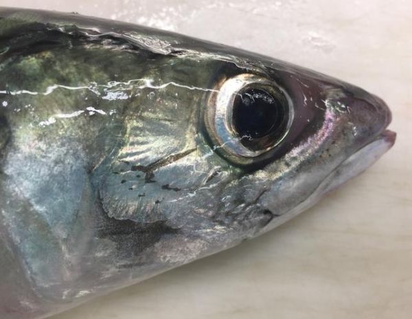 鲭鱼图片大全大图_鲭鱼高清图片怎么找-第1张图片-山城妙识 鲭鱼图片大全大图_鲭鱼高清图片怎么找-第1张图片-山城妙识