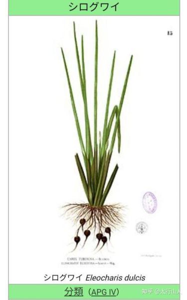 马蹄粉是什么_马蹄粉的功效与作用-第1张图片-山城妙识 马蹄粉是什么_马蹄粉的功效与作用-第1张图片-山城妙识