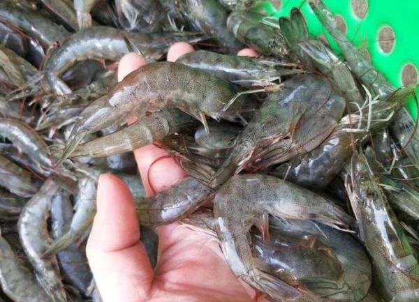 虾干怎么保存不变色_虾干和鲜虾营养区别-第2张图片-山城妙识 虾干怎么保存不变色_虾干和鲜虾营养区别-第2张图片-山城妙识