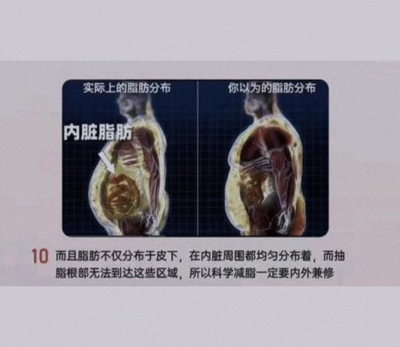 内脂是什么_内脂和内脏脂肪一样吗-第2张图片-山城妙识 内脂是什么_内脂和内脏脂肪一样吗-第2张图片-山城妙识