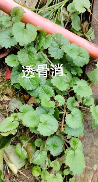 透骨草的功效与作用_透骨草怎么用效果最好-第1张图片-山城妙识