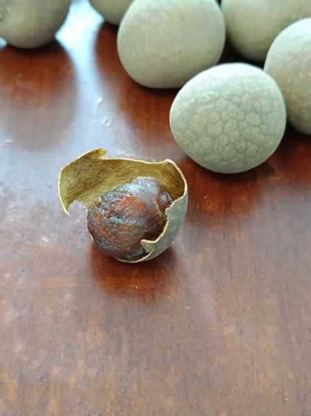 龙眼干怎么制作_龙眼干制作过程详解-第1张图片-山城妙识 龙眼干怎么制作_龙眼干制作过程详解-第1张图片-山城妙识