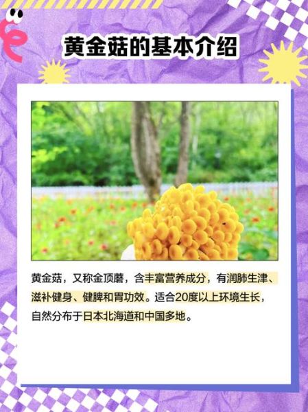 黄金菇是鸡油菌吗_两者区别与鉴别-第1张图片-山城妙识