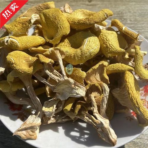 黄金菇是鸡油菌吗_两者区别与鉴别-第2张图片-山城妙识