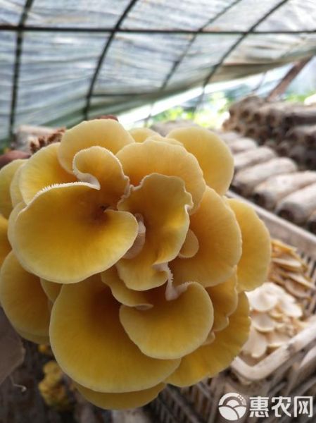 黄金菇是鸡油菌吗_两者区别与鉴别-第3张图片-山城妙识