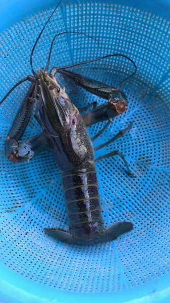 澳洲龙虾种类有哪些_澳洲龙虾价格多少钱一斤-第1张图片-山城妙识 澳洲龙虾种类有哪些_澳洲龙虾价格多少钱一斤-第1张图片-山城妙识