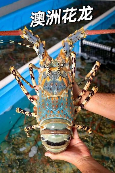 澳洲龙虾种类有哪些_澳洲龙虾价格多少钱一斤-第3张图片-山城妙识 澳洲龙虾种类有哪些_澳洲龙虾价格多少钱一斤-第3张图片-山城妙识