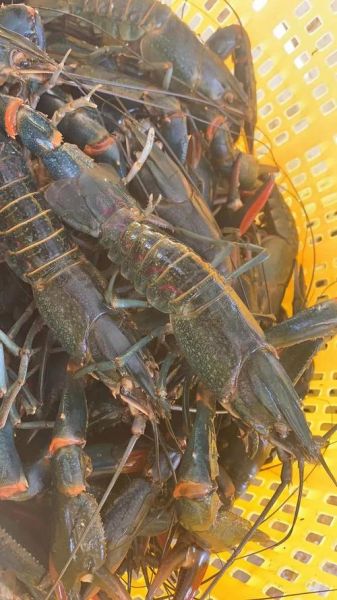 澳洲龙虾种类有哪些_澳洲龙虾价格多少钱一斤-第2张图片-山城妙识 澳洲龙虾种类有哪些_澳洲龙虾价格多少钱一斤-第2张图片-山城妙识