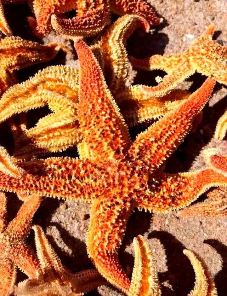 海星吃哪个部位_海星哪些部位不能吃-第2张图片-山城妙识