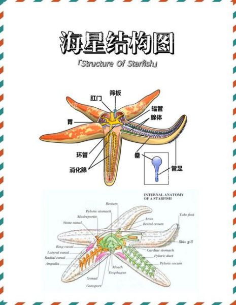 海星吃哪个部位_海星哪些部位不能吃-第1张图片-山城妙识