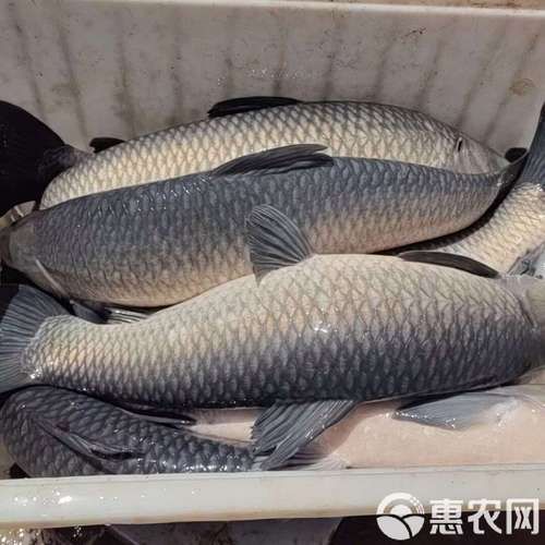 乌青鱼和青鱼的区别_哪个更好吃-第1张图片-山城妙识 乌青鱼和青鱼的区别_哪个更好吃-第1张图片-山城妙识