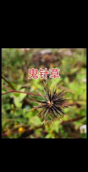 鬼针草图片长什么样_鬼针草的功效与作用-第1张图片-山城妙识 鬼针草图片长什么样_鬼针草的功效与作用-第1张图片-山城妙识