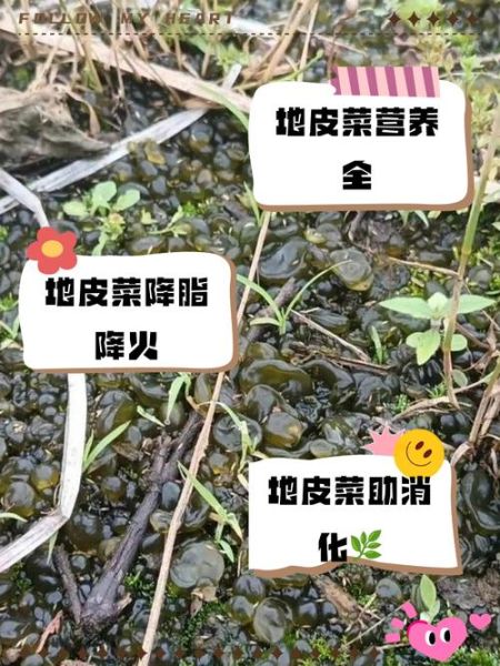 地皮菜图片功效_地皮菜有什么营养价值-第1张图片-山城妙识 地皮菜图片功效_地皮菜有什么营养价值-第1张图片-山城妙识