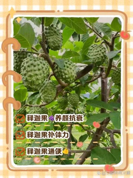 释迦果的功效与作用有哪些_释迦果怎么吃最营养-第3张图片-山城妙识