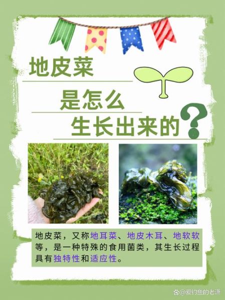 地皮菜图片功效_地皮菜有什么营养价值-第3张图片-山城妙识 地皮菜图片功效_地皮菜有什么营养价值-第3张图片-山城妙识